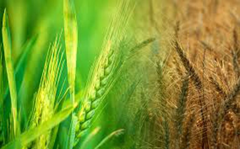 TRIGO Y CIZAÑA – COMENTARIO AL EVANGELIO DEL XVI DOMINGO TO, CICLO A ...